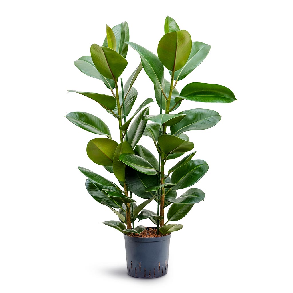 Ficus elastica Robusta Rubber Plant - Easy Care Hydro | Hortology - HORTOLOGY