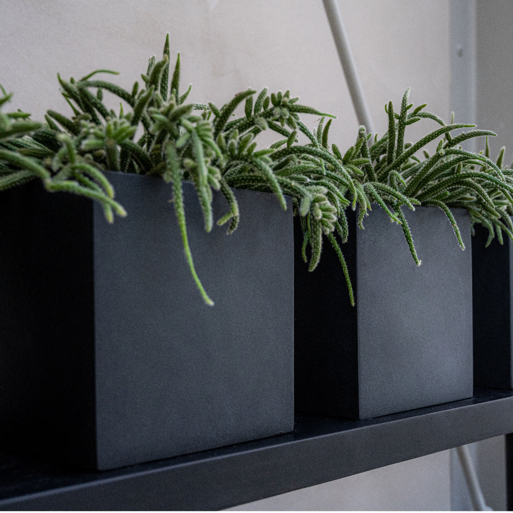 Fleur Natural Planter - Black - Quality Planters | Hortology - HORTOLOGY