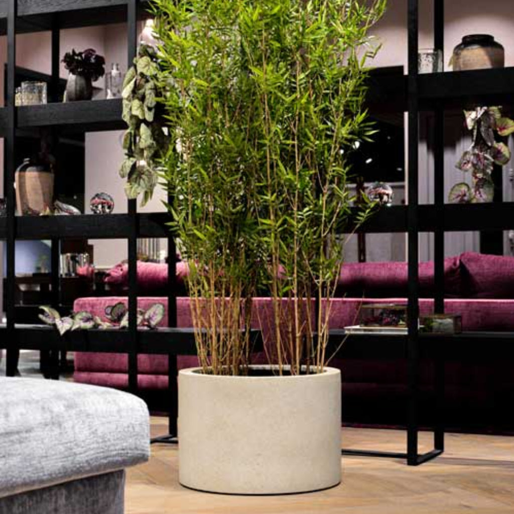 Grigio Cylinder Planter - Antique White Concrete Planter | Hortology ...