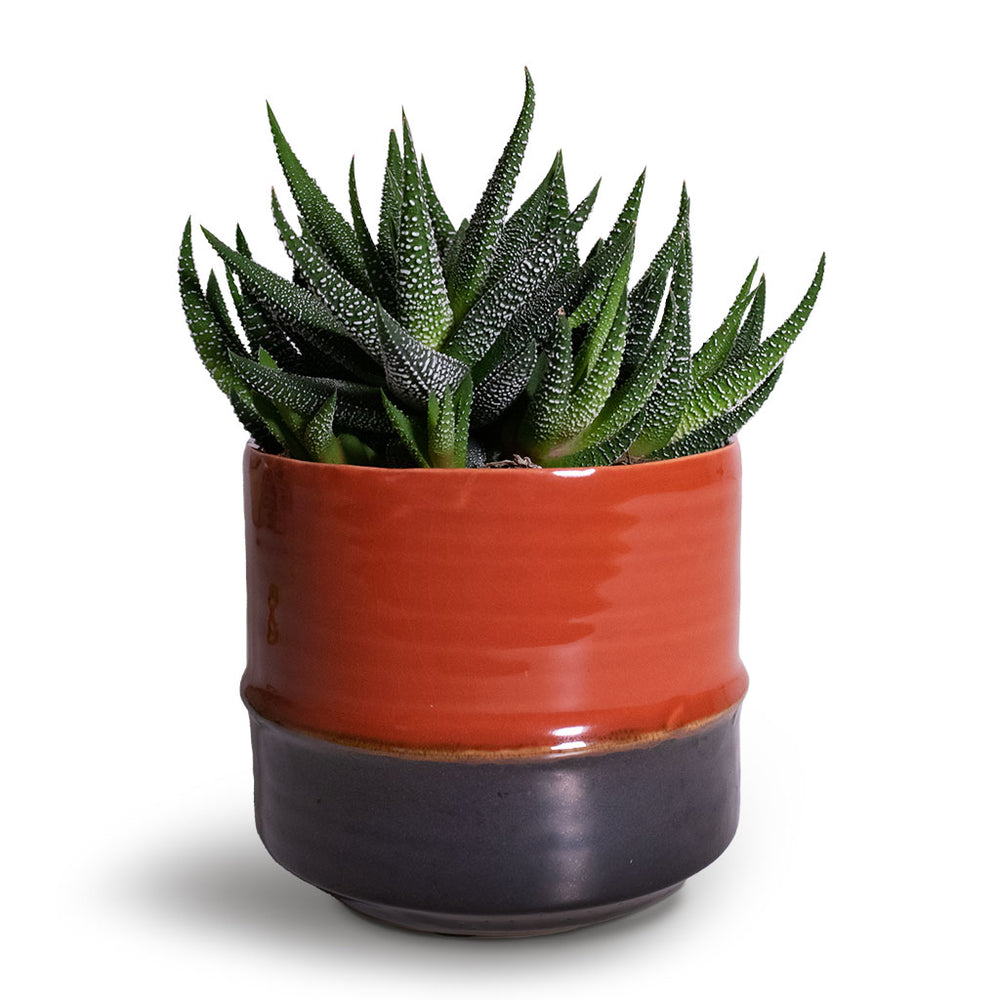 Marlijn Two Tone Ceramic Plant Pot - Coral | Hortology - HORTOLOGY
