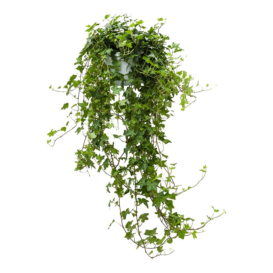 Hedera helix Pittsburgh - English Ivy - Hanging Plants | Hortology ...