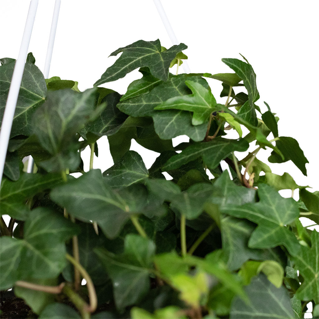 Hedera helix Pittsburgh - English Ivy - Hanging Plants | Hortology ...
