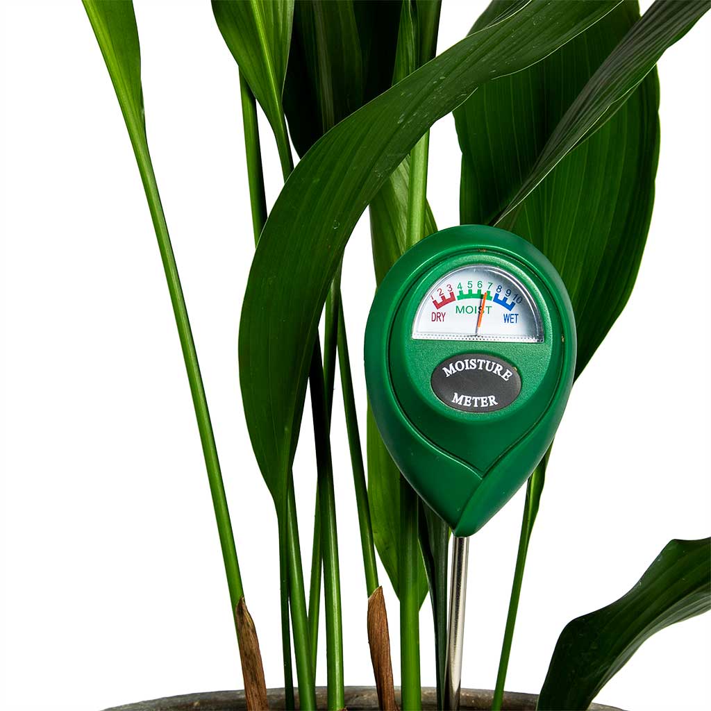 Houseplant Soil Moisture Meter - Houseplant Care | Hortology - HORTOLOGY