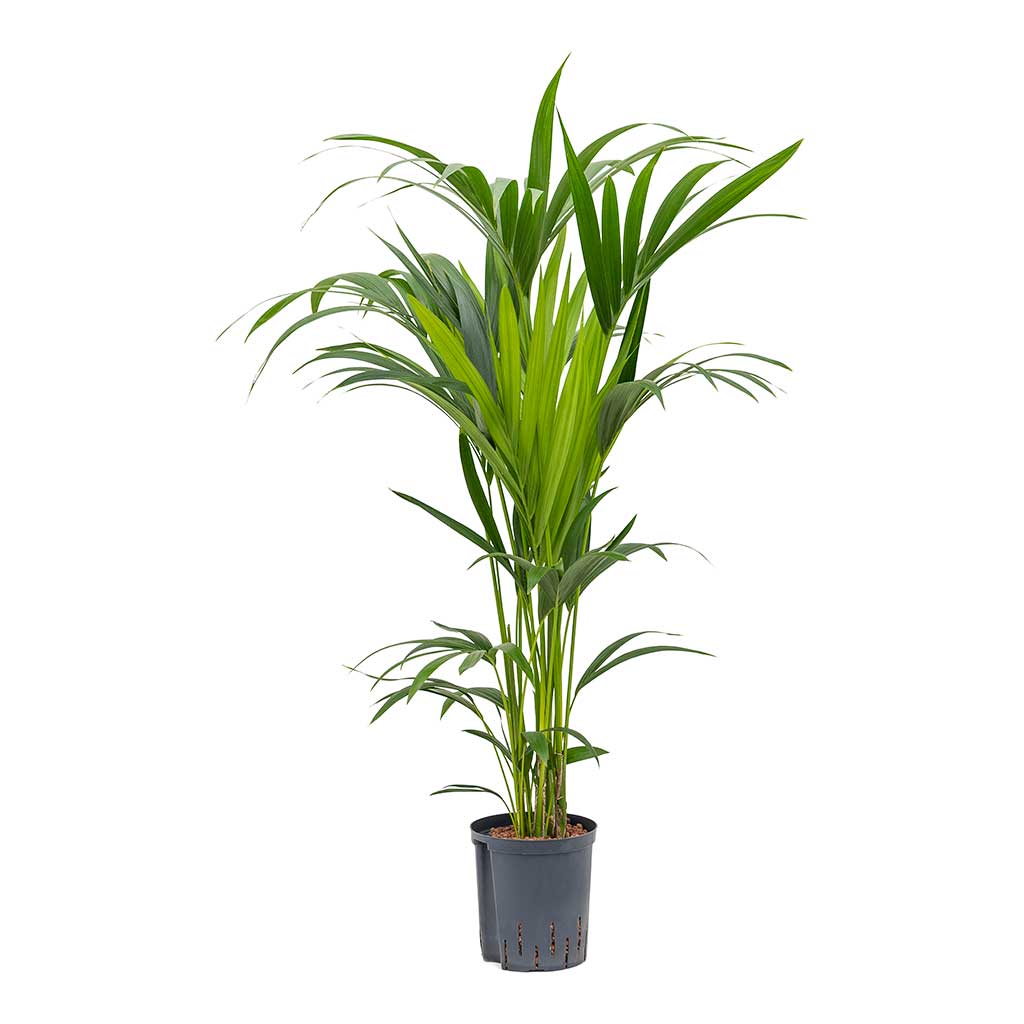 Howea - Kentia Palm Hydroculture Plants - Easy Care | Hortology - HORTOLOGY