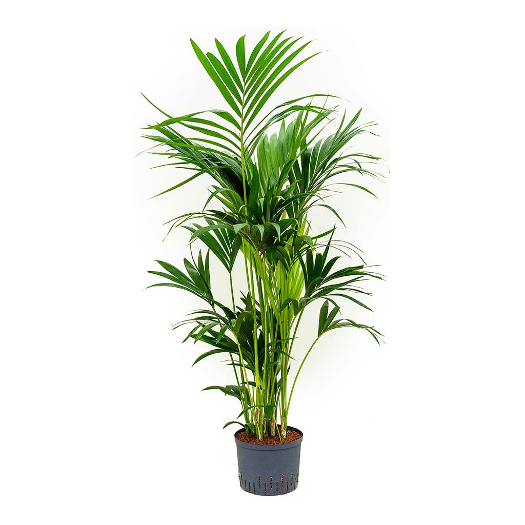 Howea - Kentia Palm Hydroculture Plants - Easy Care | Hortology - HORTOLOGY