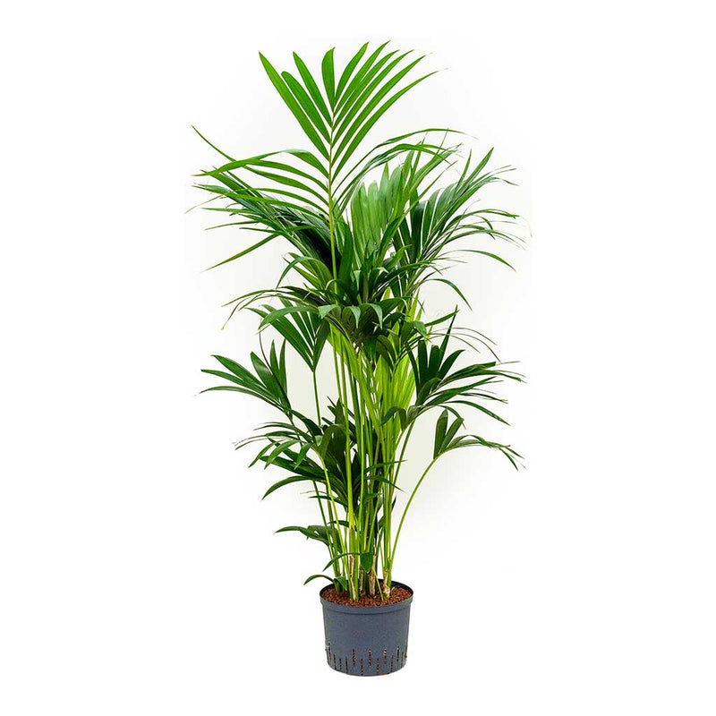 Howea - Kentia Palm Hydroculture Plants - Easy Care | Hortology