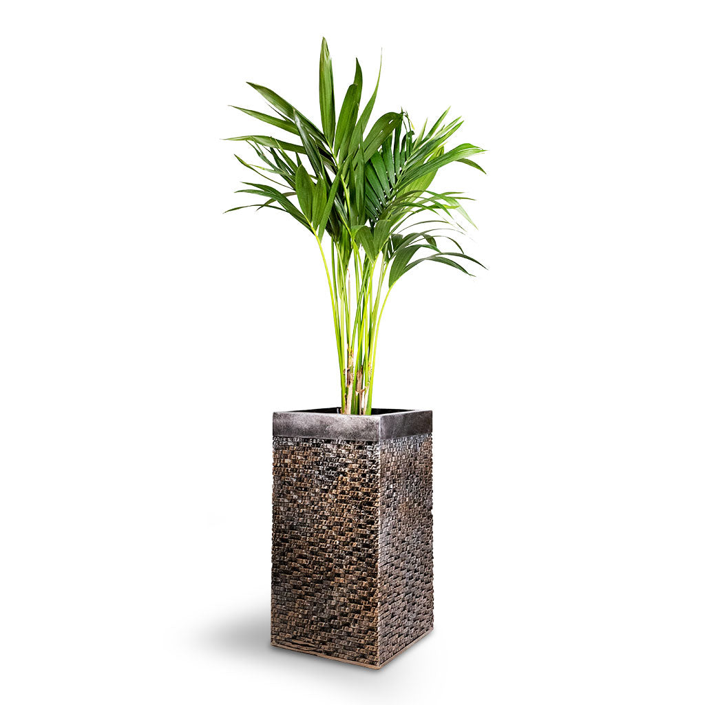 Howea forsteriana - Kentia Palm - Indoor Palms | Hortology - HORTOLOGY