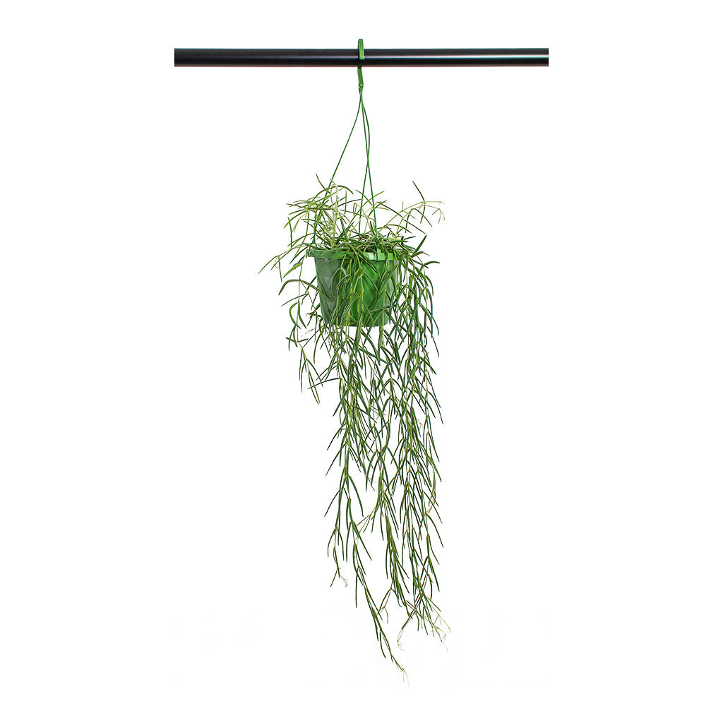 Hoya linearis - Linear Porcelain Hanging Houseplants | Hortology ...