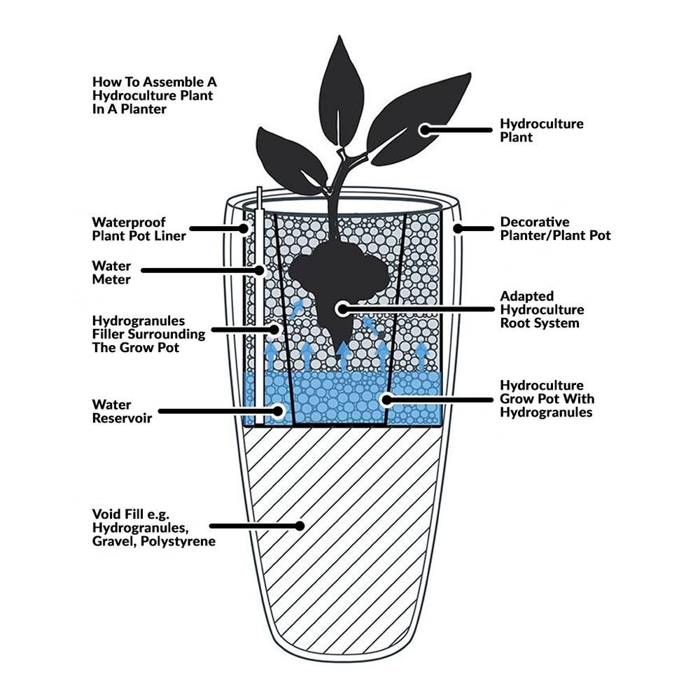 Monstera deliciosa Moss Pole Hydro Plants - Easy Care | Hortology ...