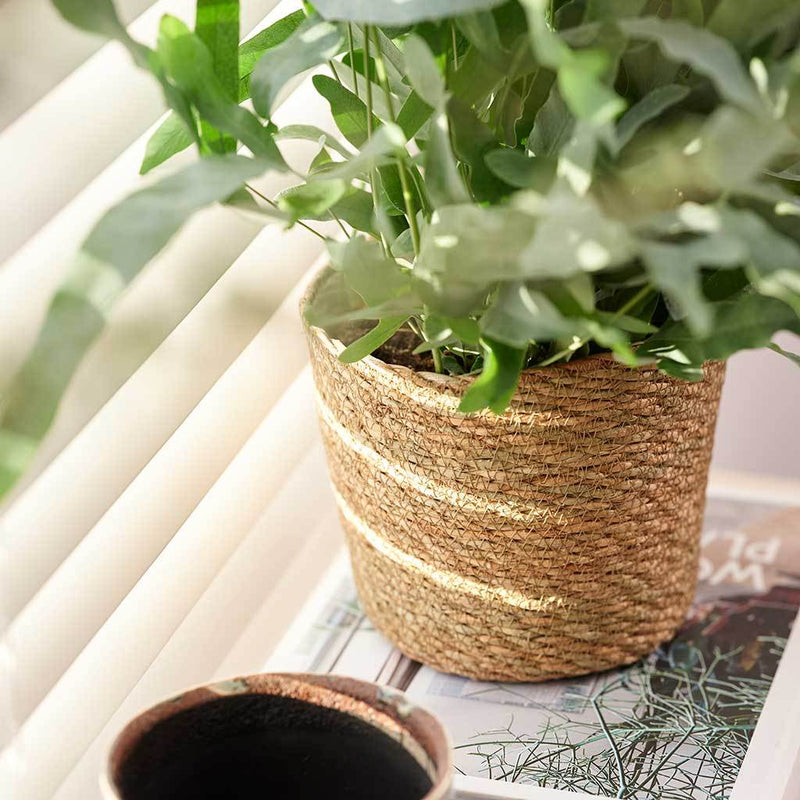 Indoor Plant Pots in Natural Materials - Indoor Plant Pots - Hortology ...