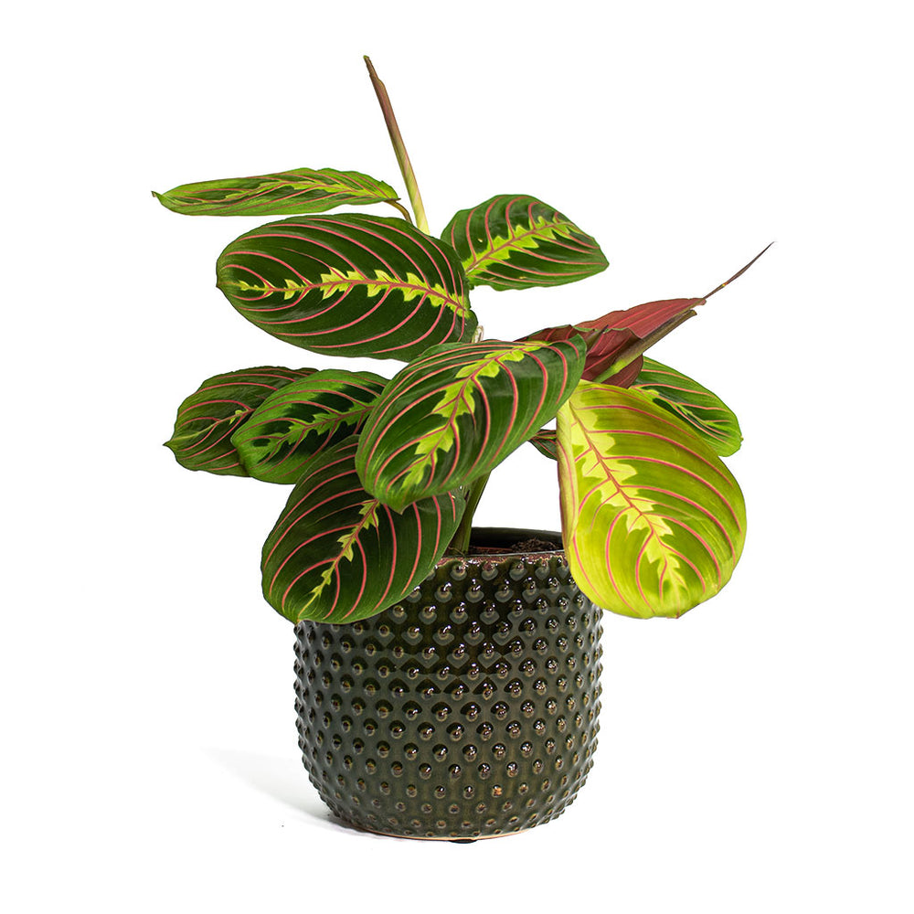 Maranta leuconeura var. erythroneura - Herringbone Plant | Hortology