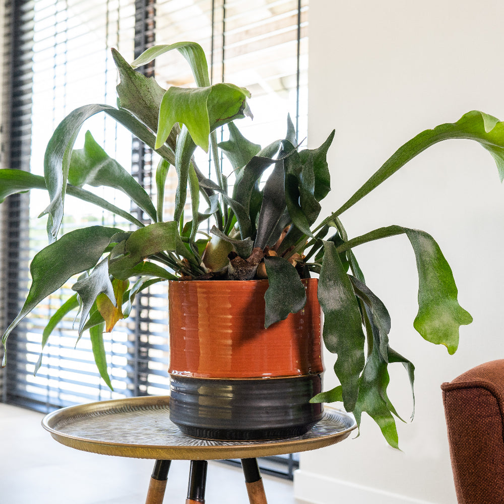 Marlijn Two Tone Ceramic Plant Pot - Coral | Hortology - HORTOLOGY