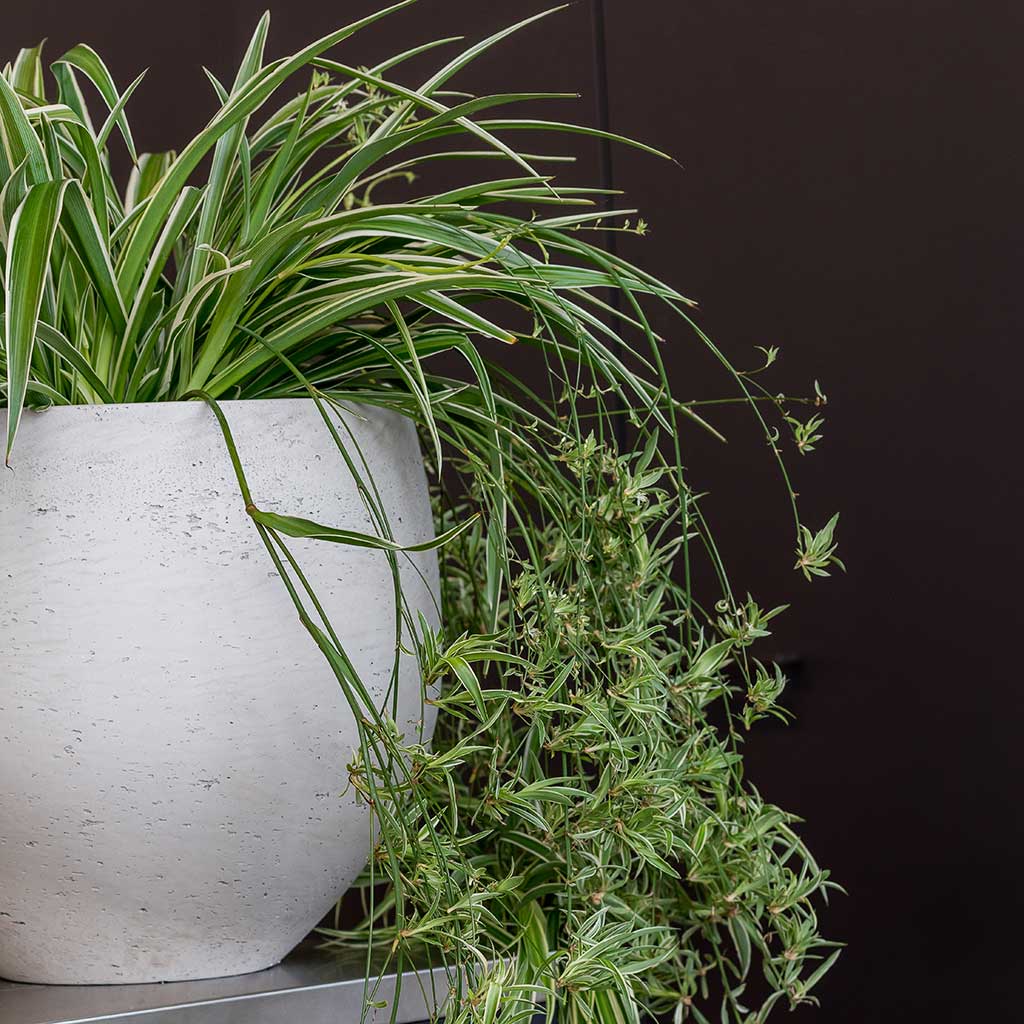 Mini Orb Plant Pot - Grey Washed - Quality Plant Pots | Hortology ...