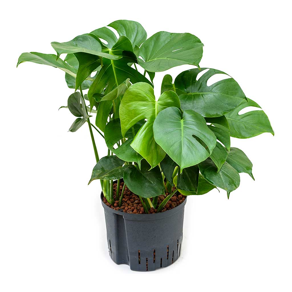 Monstera deliciosa Hydroculture Plants - Easy Care | Hortology - HORTOLOGY