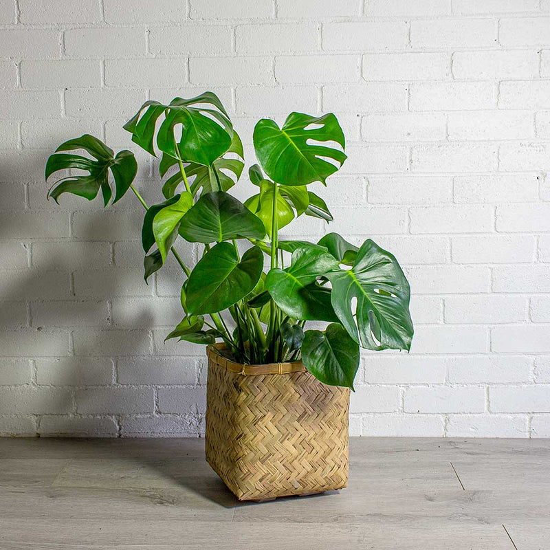 Kobe Bamboo Planter - Quality Planters | Hortology