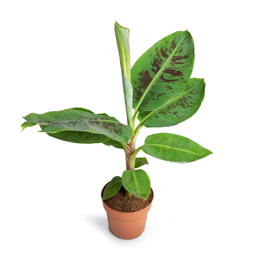 Musa acuminata Dwarf Cavendish - Indoor Banana Plants | Hortology ...