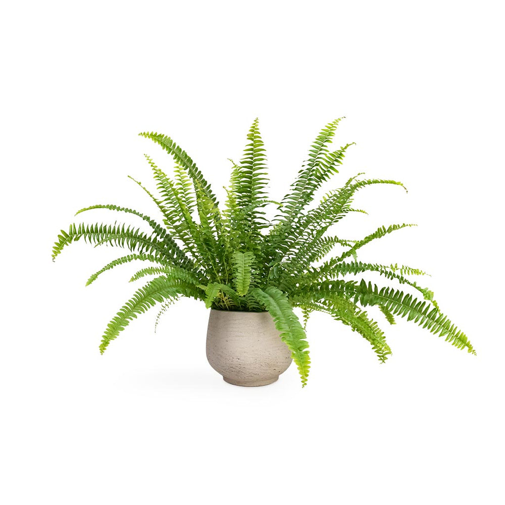 Nephrolepis exaltata Bostoniensis - Boston Fern Plants| Hortology ...