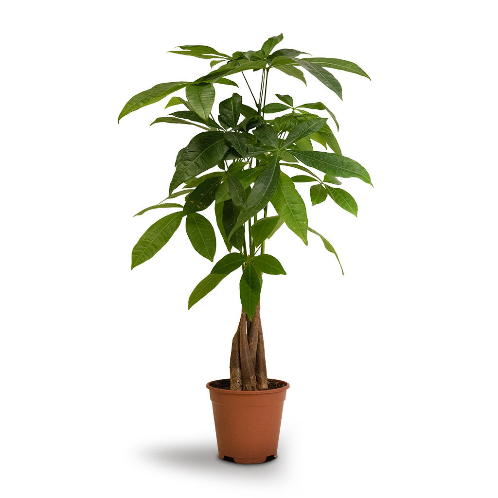 Pachira aquatica - Money Tree - Indoor Trees | Hortology
