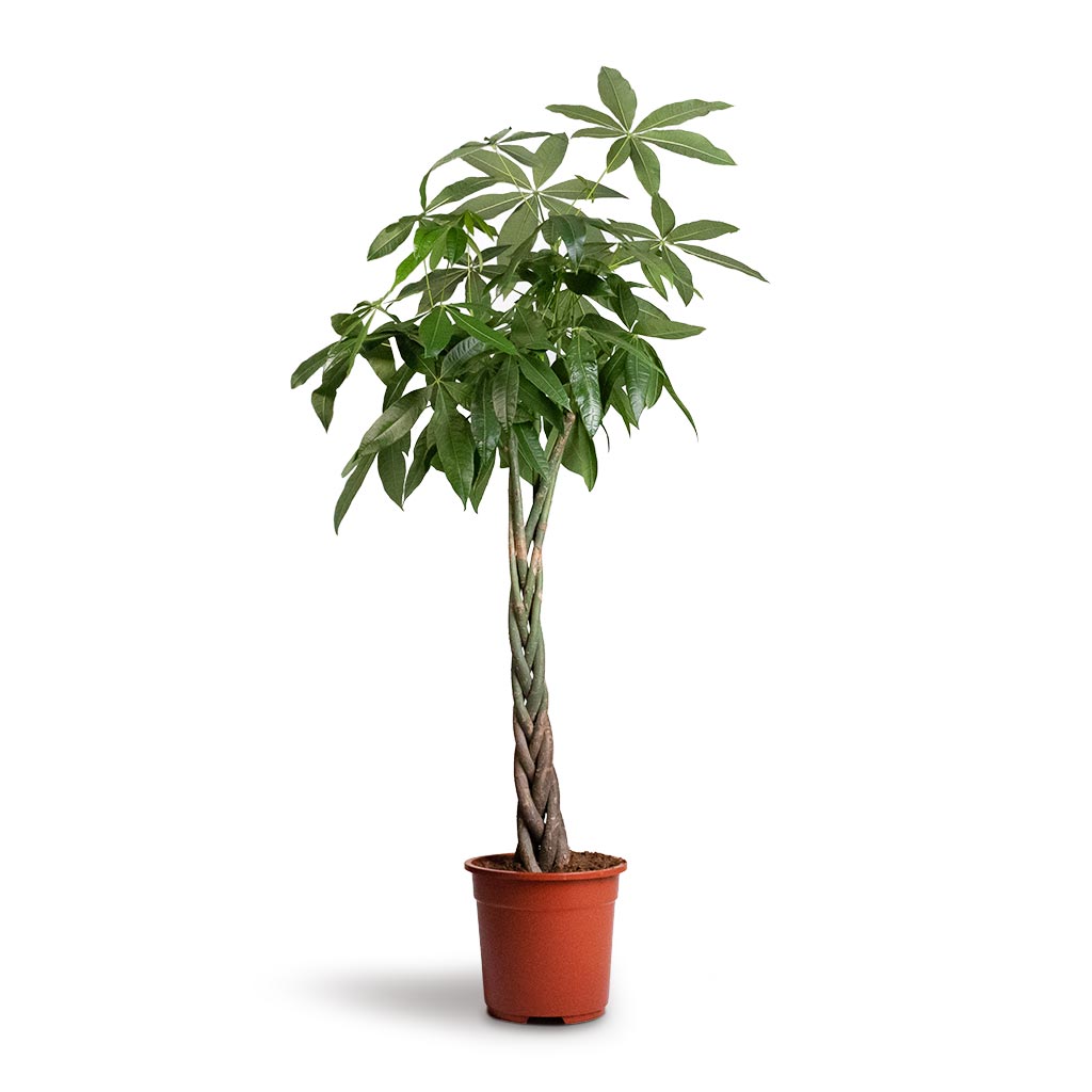 Pachira aquatica - Money Tree - Indoor Trees | Hortology