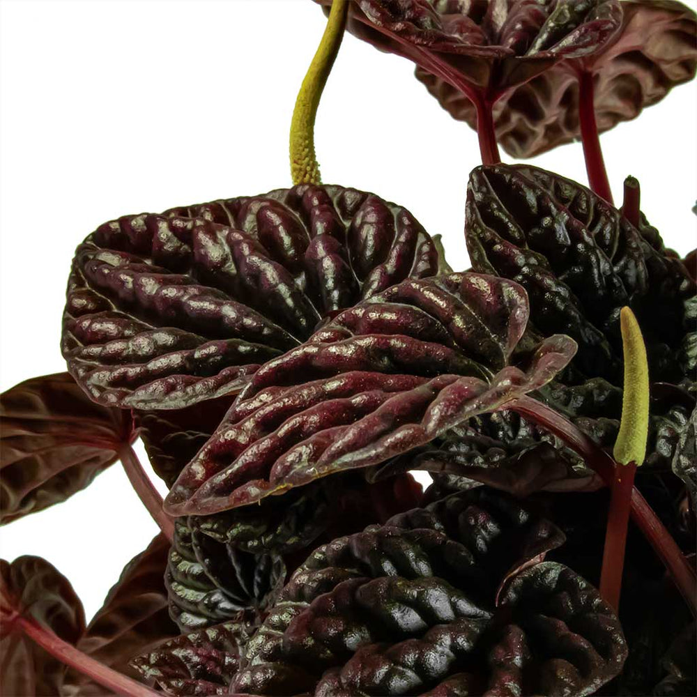 Peperomia caperata Red Luna - Quality Houseplants | Hortology - HORTOLOGY