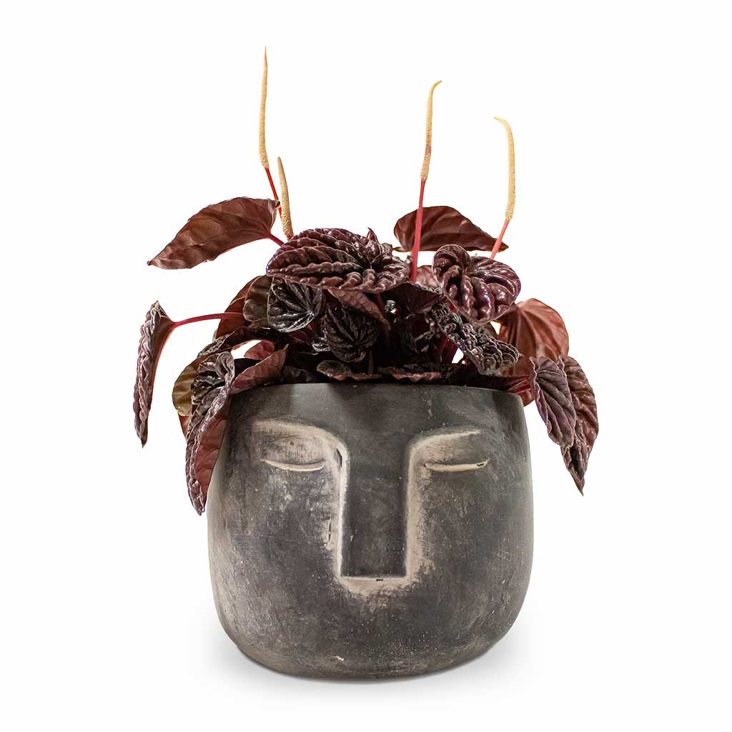 Peperomia caperata Red Luna - Quality Houseplants | Hortology