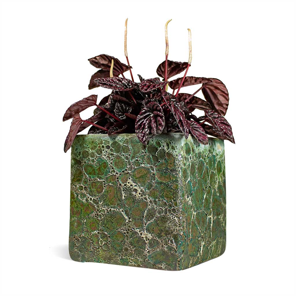 Peperomia caperata Red Luna - Quality Houseplants | Hortology - HORTOLOGY