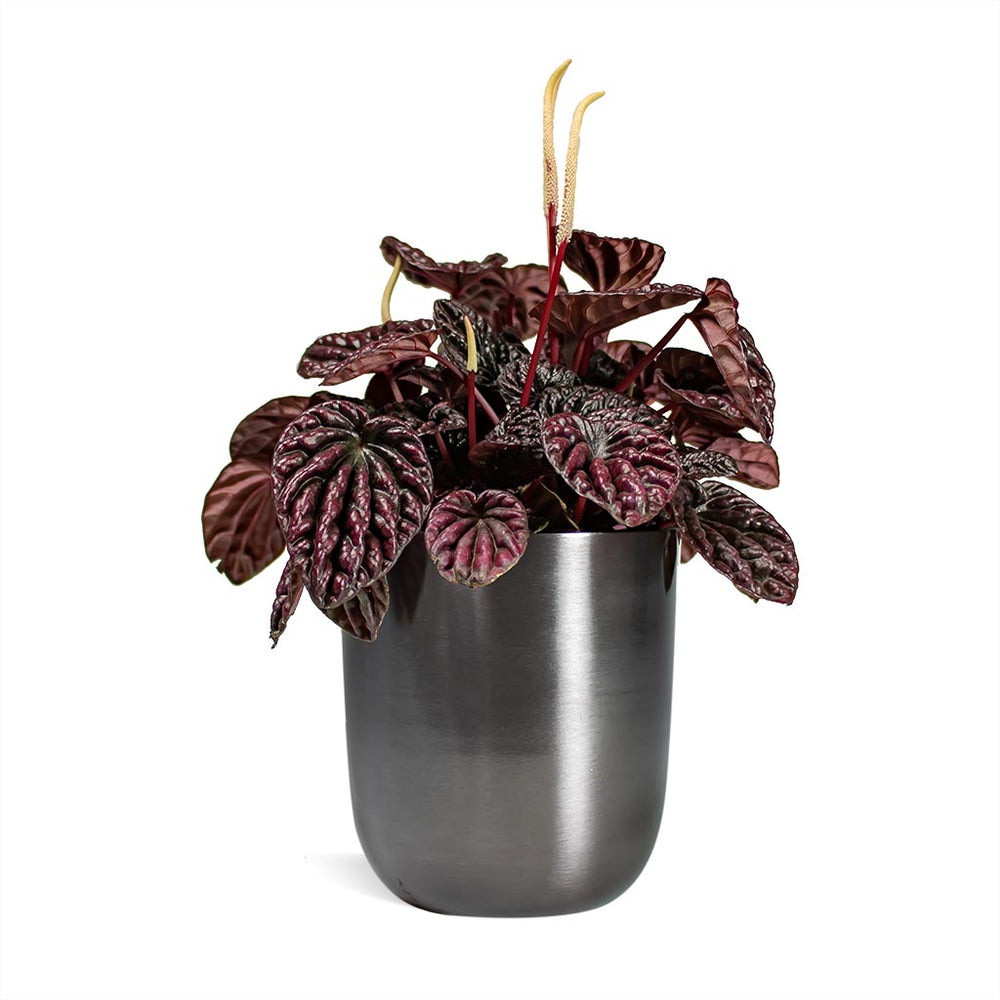 Peperomia caperata Red Luna - Quality Houseplants | Hortology