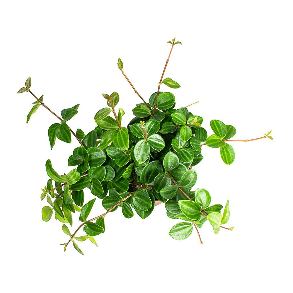 Peperomia angulata rocca scuro - Dark Green Beetle Radiator Plant ...