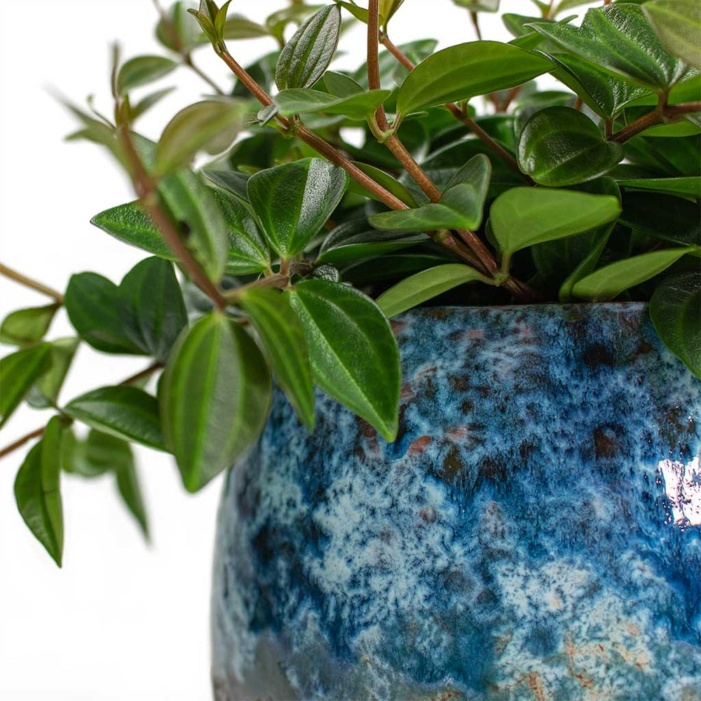 Peperomia angulata rocca scuro - Dark Green Beetle Radiator Plant ...