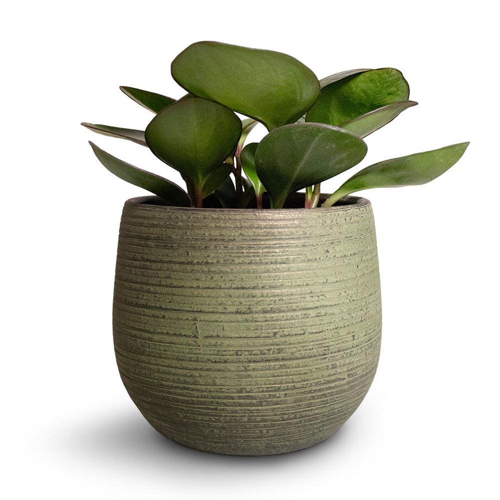 Peperomia clusiifolia Red Margin - Red Edge Radiator Plant | Hortology ...