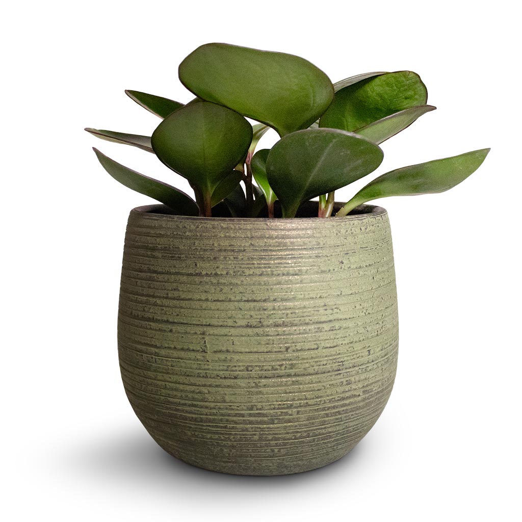 Peperomia clusiifolia Red Margin - Red Edge Radiator Plant | Hortology ...
