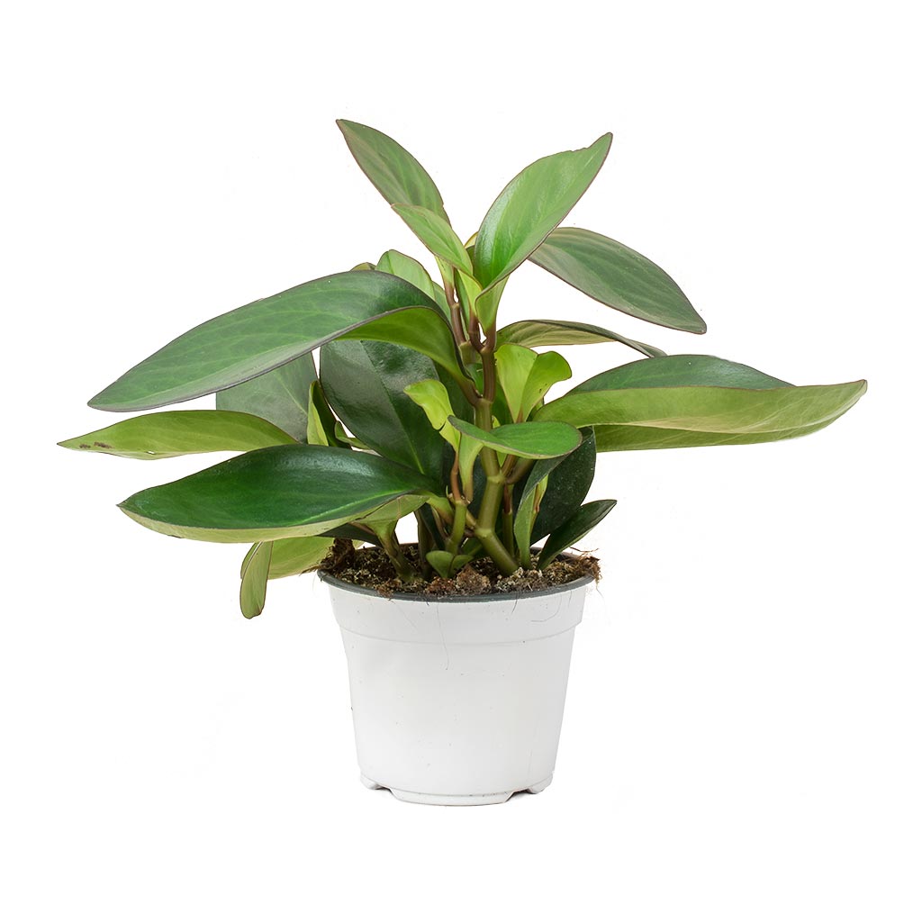 Peperomia clusiifolia Red Margin - Red Edge Radiator Plant | Hortology ...