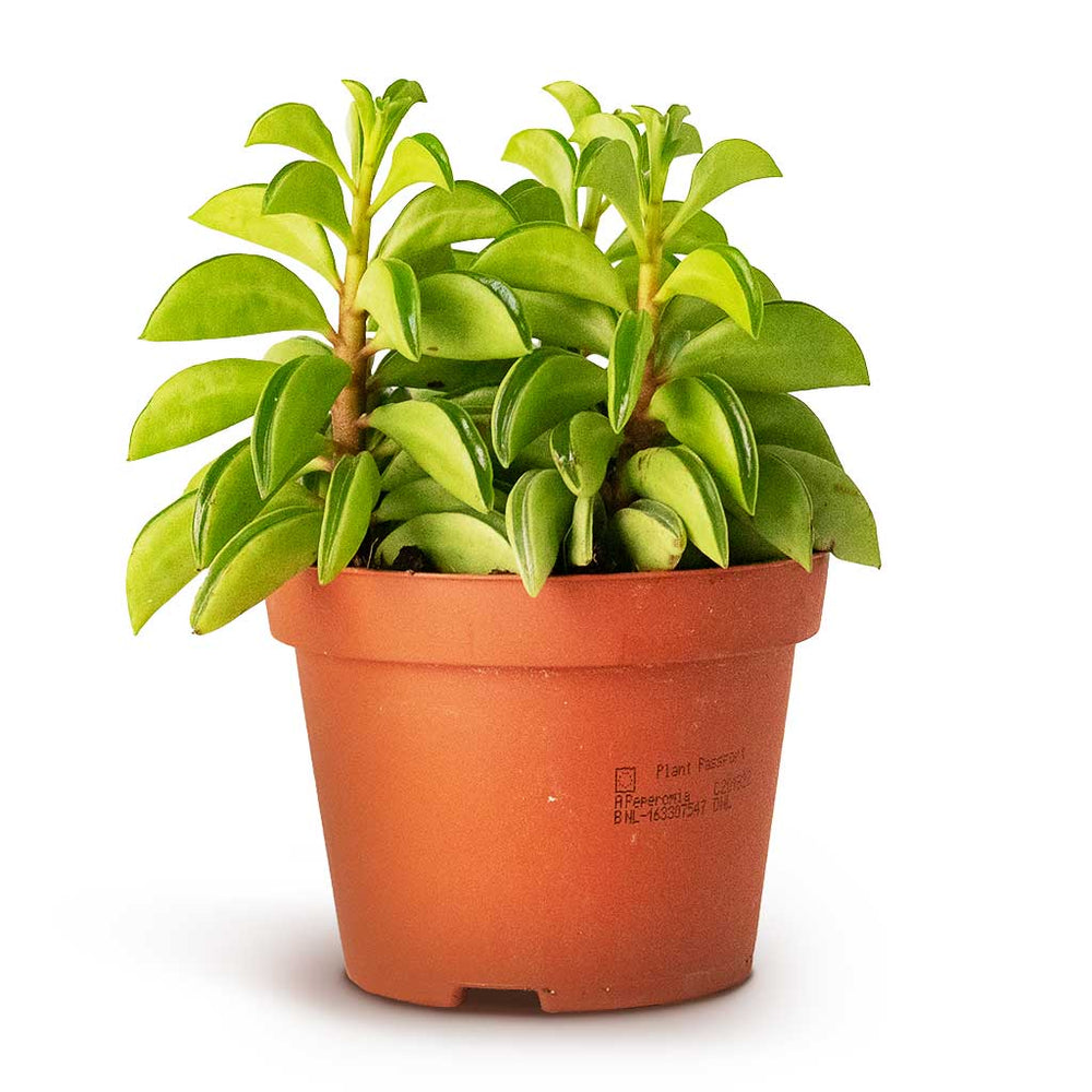 Peperomia dolabriformis - Prayer Pepper Houseplant | Hortology - HORTOLOGY