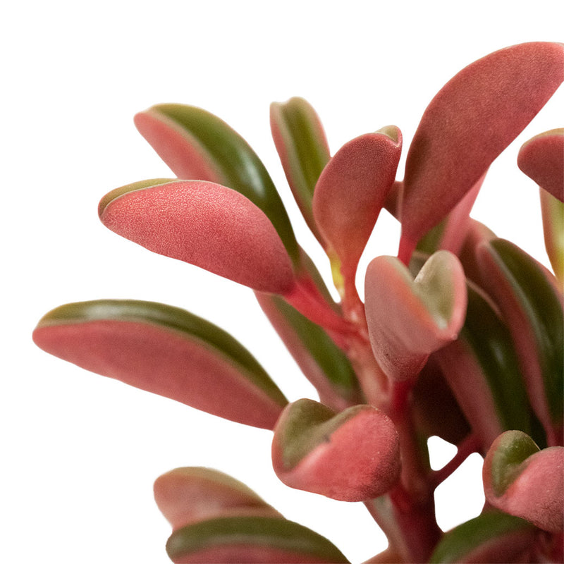 Peperomia graveolens - Ruby Glow Radiator Plant | Hortology