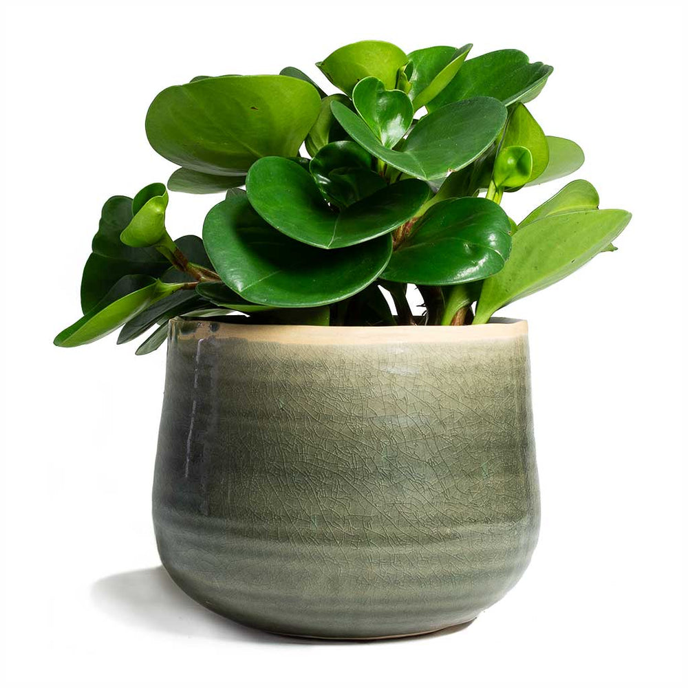 Peperomia - Radiator Plants - Buy Online | Hortology.co.uk - HORTOLOGY