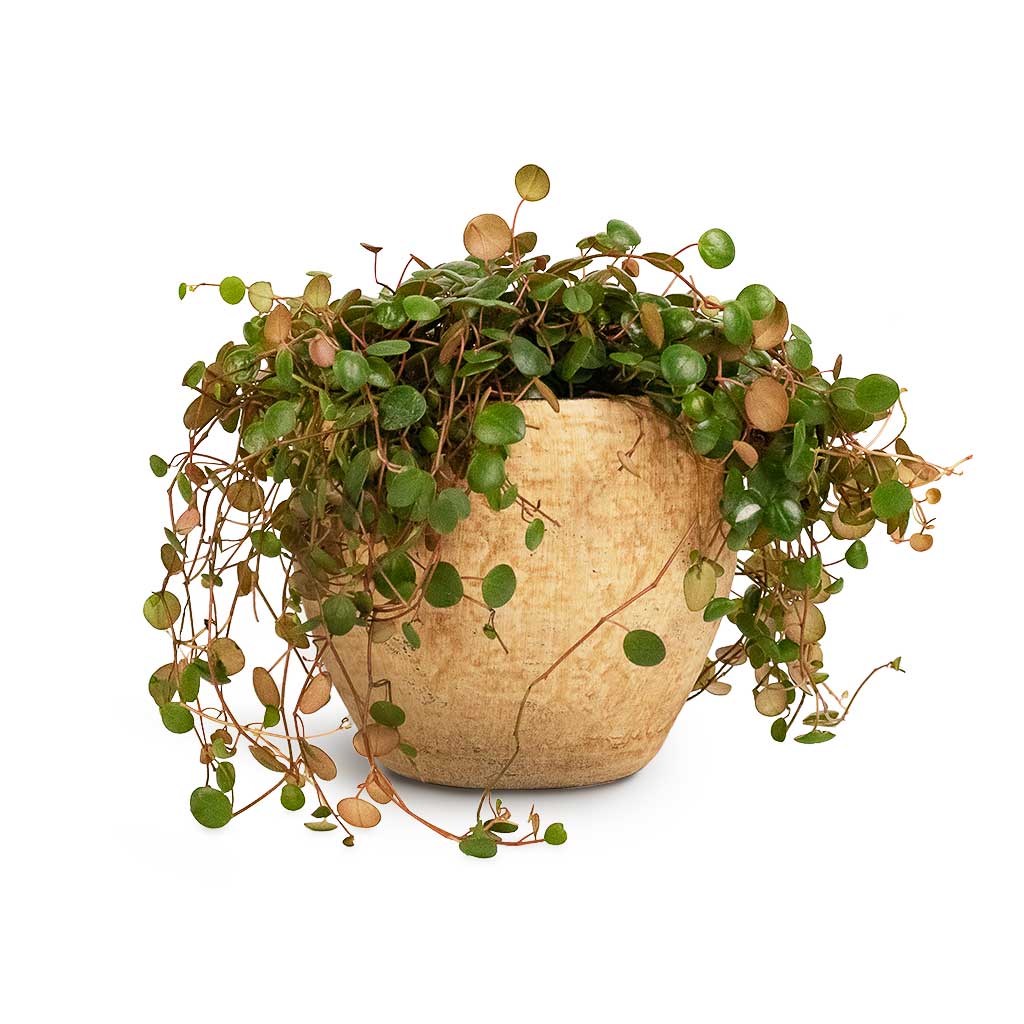 Peperomia prostrata Pepperspot - String of Coins Plant | Hortology