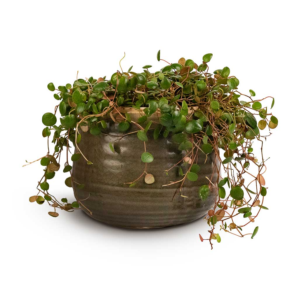 Peperomia prostrata Pepperspot - String of Coins Plant | Hortology