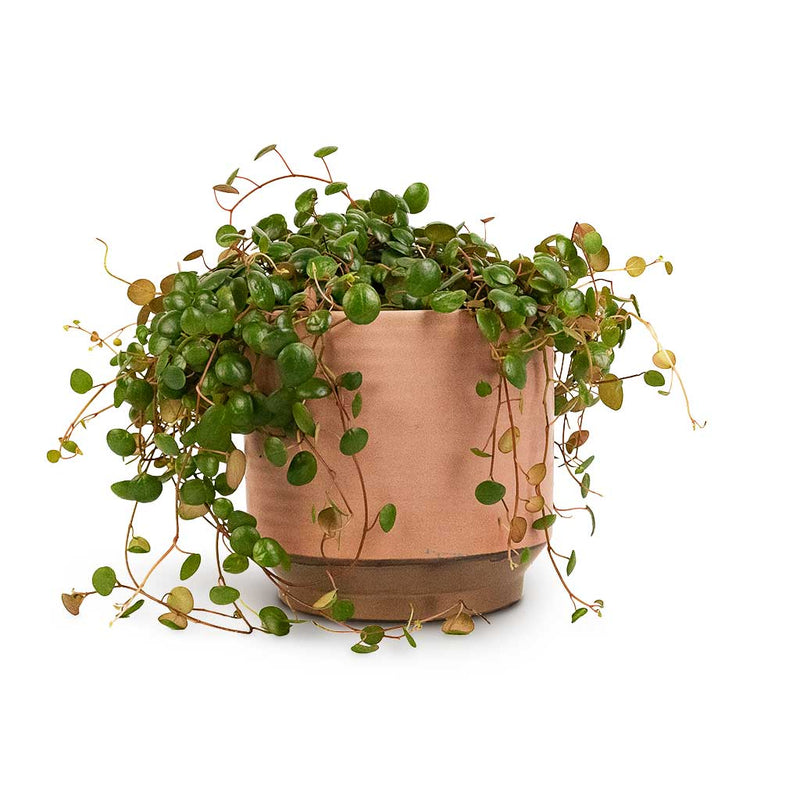 Peperomia prostrata Pepperspot - String of Coins Plant | Hortology