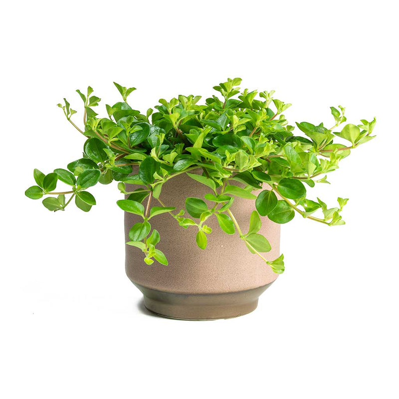 Peperomia rotundifolia - Trailing Jade Houseplant | Hortology