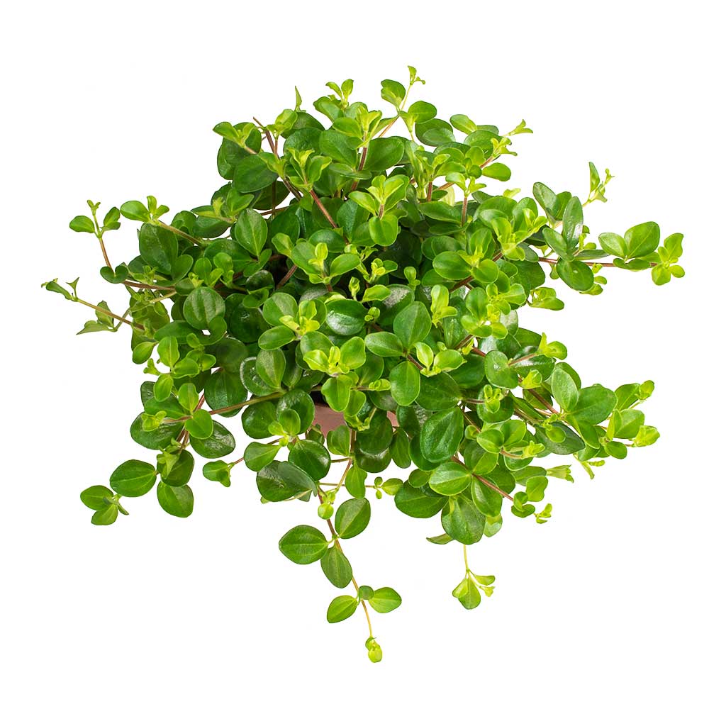 Peperomia rotundifolia - Trailing Jade Houseplant | Hortology - HORTOLOGY