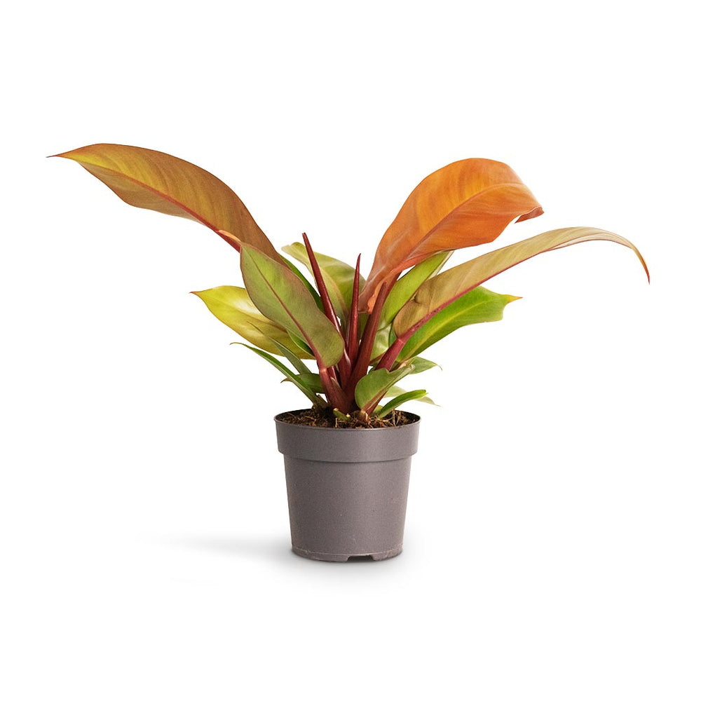 Philodendron Prince of Orange Houseplant | Hortology - HORTOLOGY
