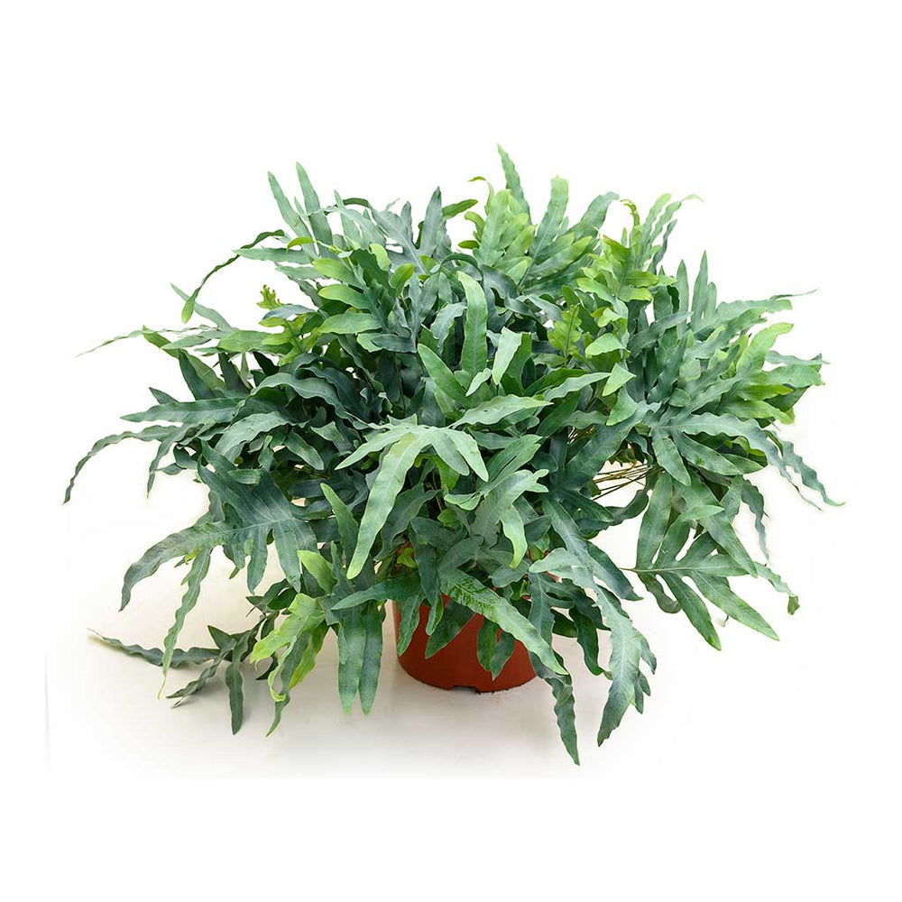 Phlebodium aureum Blue Star - Blue Star Indoor Fern | Hortology - HORTOLOGY