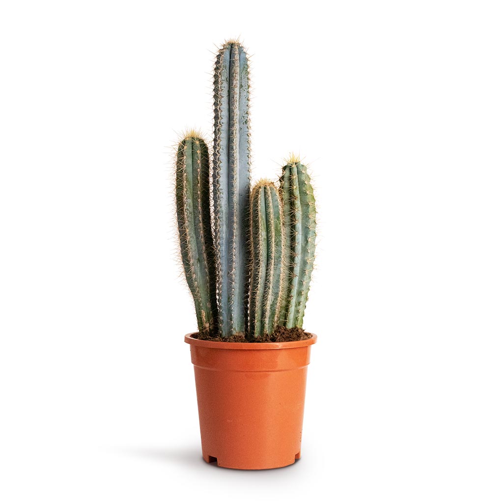 Pilocereus pachycladus azureus - Blue Columnar Cactus | Hortology ...