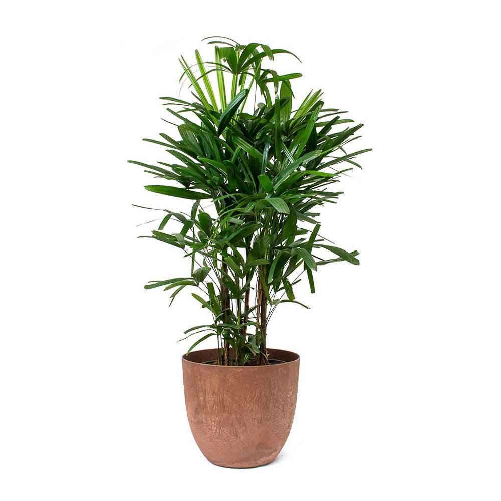 Rhapis excelsa - Lady Palm Houseplants - Indoor Palms | Hortology ...