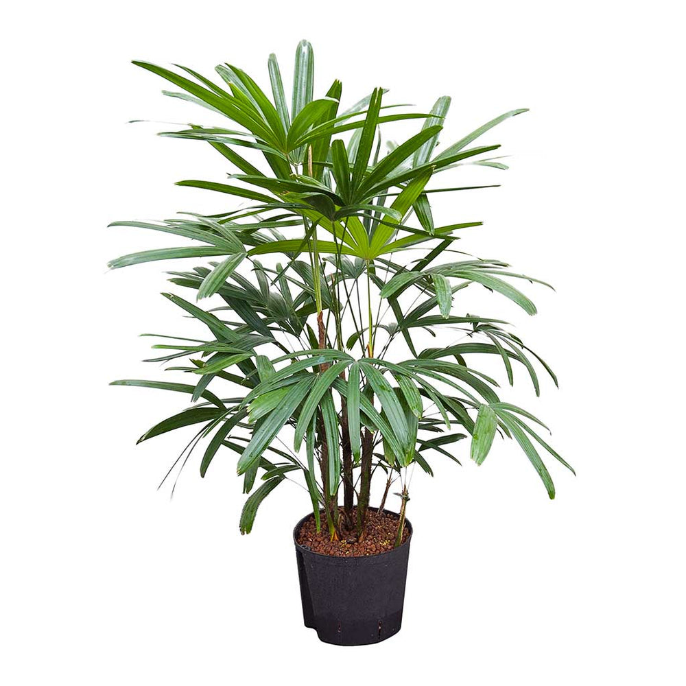 Rhapis excelsa - Lady Palm Hydro Plants - Easy Care | Hortology - HORTOLOGY