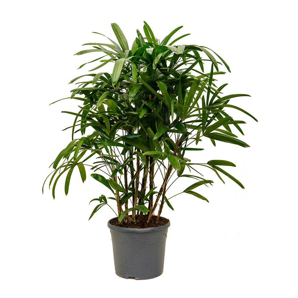 Rhapis excelsa - Lady Palm Houseplants - Indoor Palms | Hortology ...