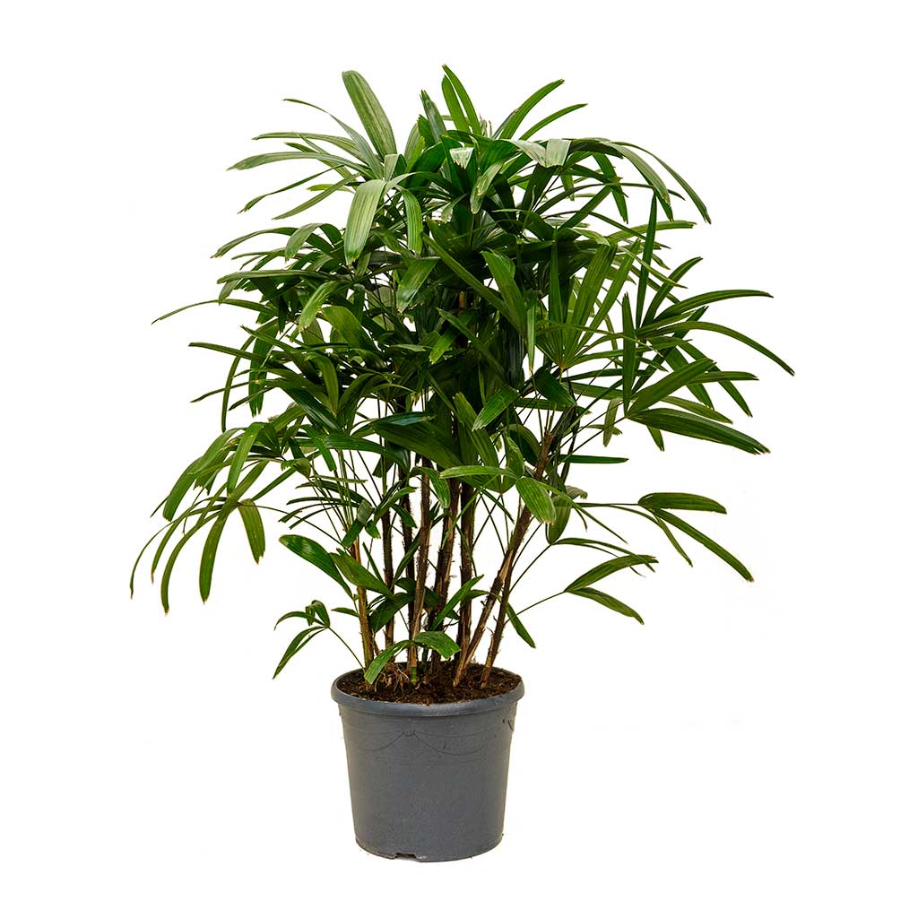 Rhapis excelsa - Lady Palm Houseplants - Indoor Palms | Hortology ...