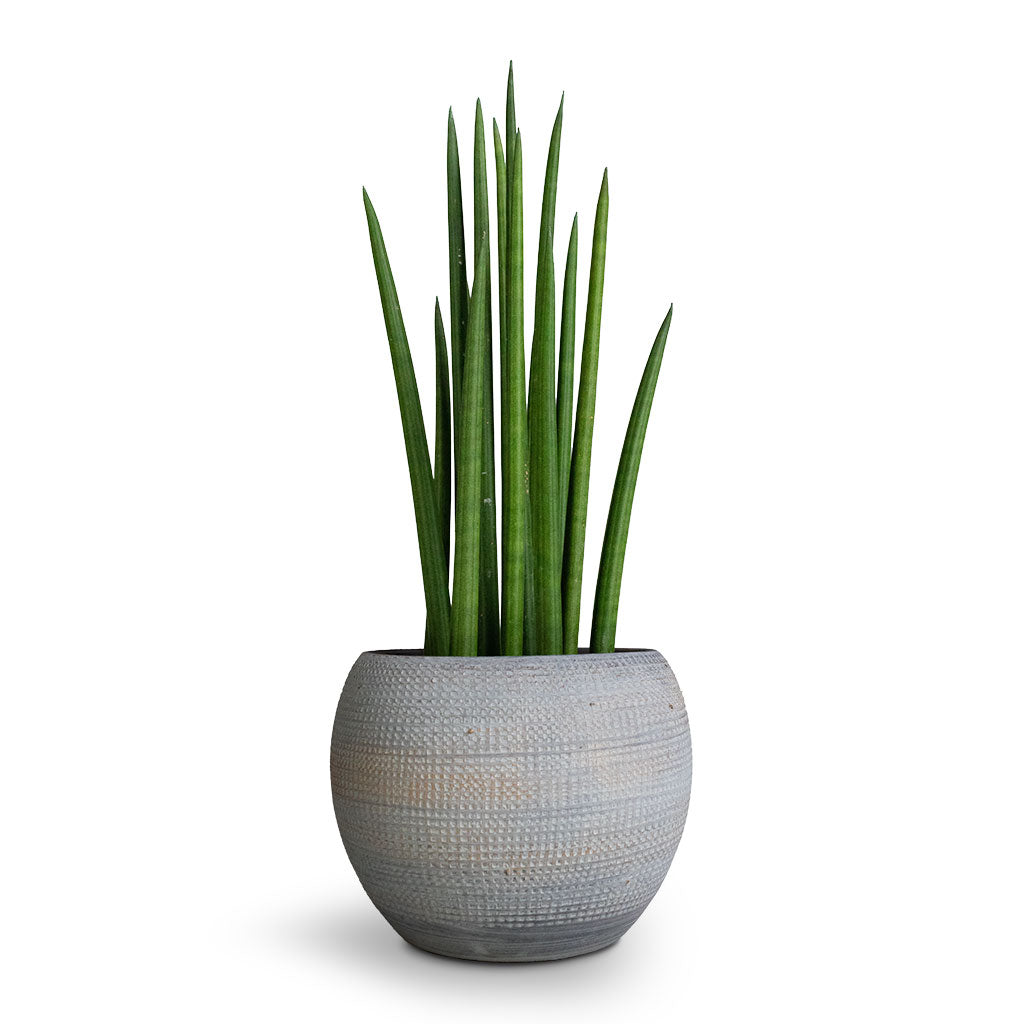 Sansevieria cylindrica Spikes - Cylindrical Snake Plant | Hortology