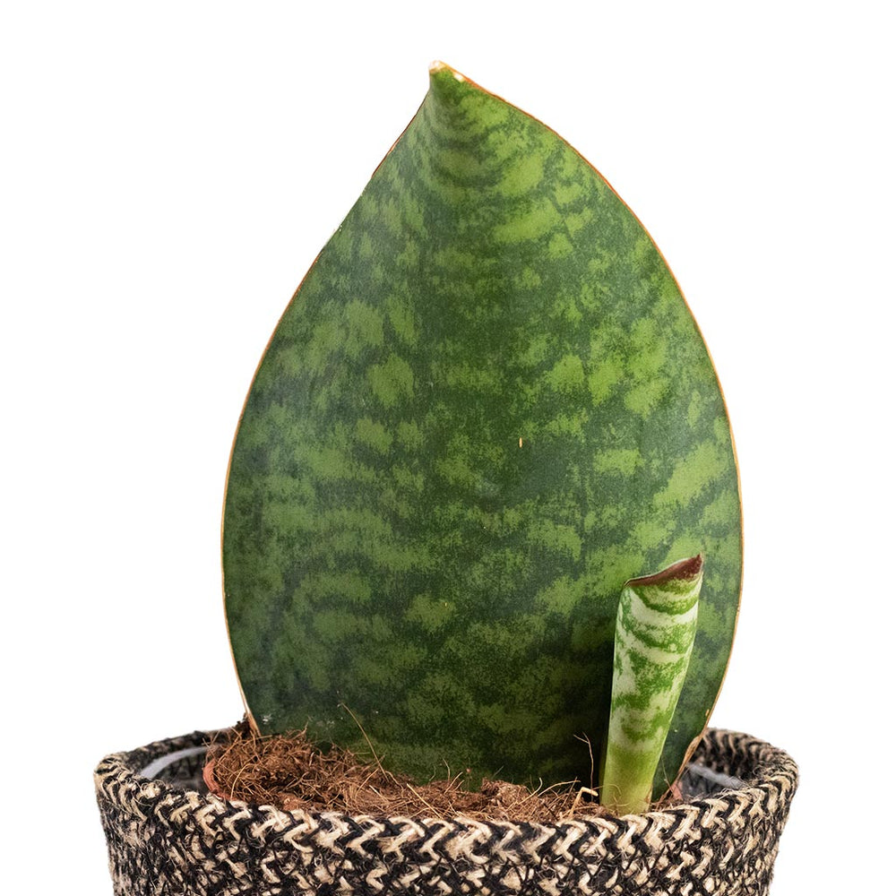 Sansevieria masoniana Victoria - Shark Fin Snake Plant | Hortology ...