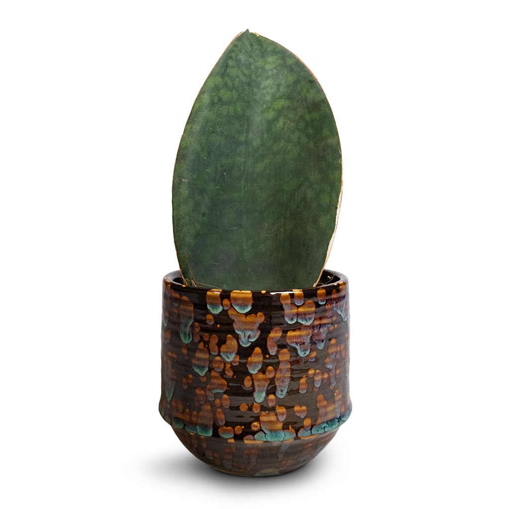 Sansevieria masoniana Victoria - Shark Fin Snake Plant | Hortology ...